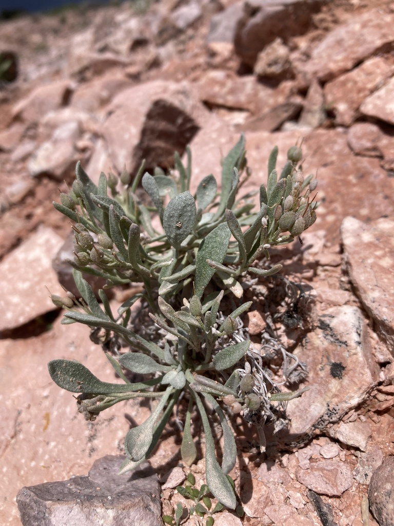Physaria pachyphylla from Carbon County, US-MT, US on June 29, 2023 at ...