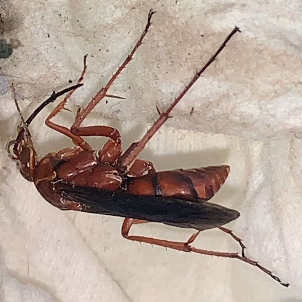 Rusty Spider Wasp from camp mohawk, Alvin, TX, US on June 29, 2023 at ...