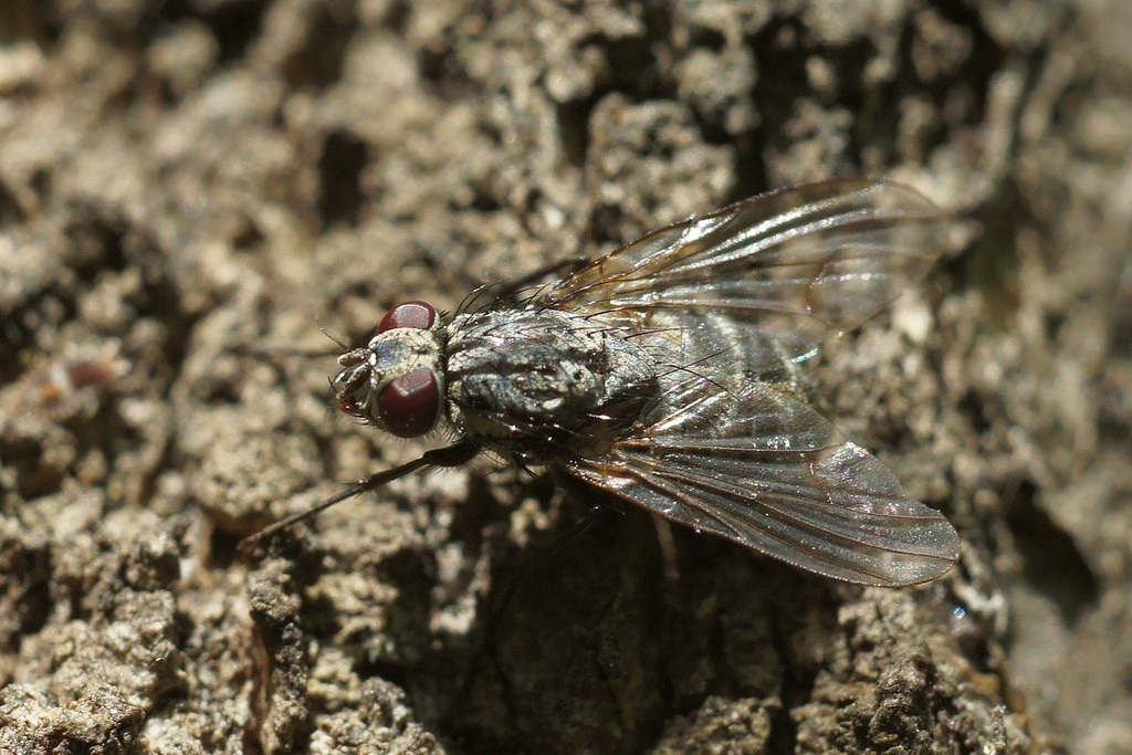 Phaoniinae from Донецк on June 22, 2023 by Илья Оголь · iNaturalist