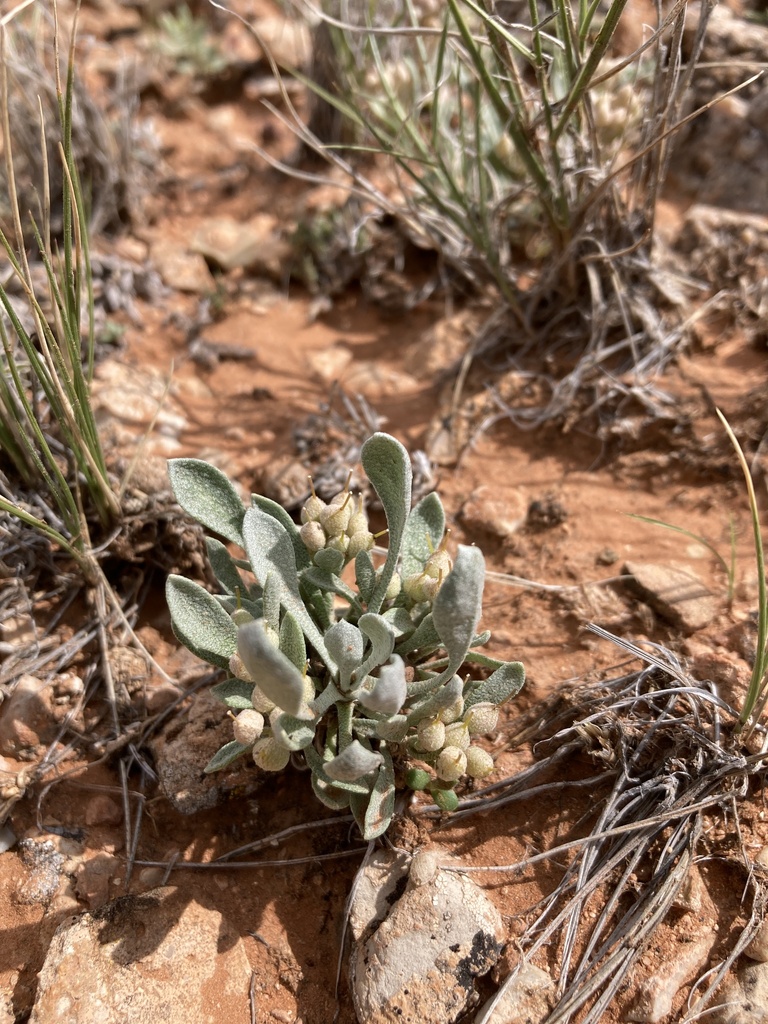 Physaria pachyphylla from Carbon County, US-MT, US on June 29, 2023 at ...
