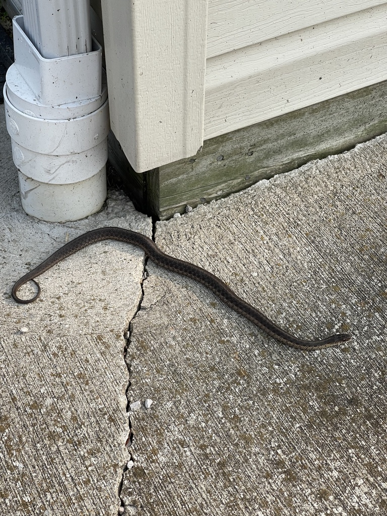 Common Garter Snake from Windsor Mechanicsville Rd, Rock Creek, OH, US ...