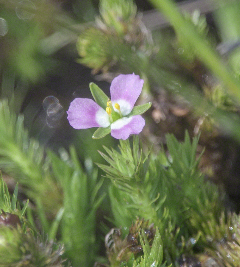 Stream Bogmoss from Scotland Lake, North Carolina 28363, USA on June 29, 2023 at 06:11 PM by ...