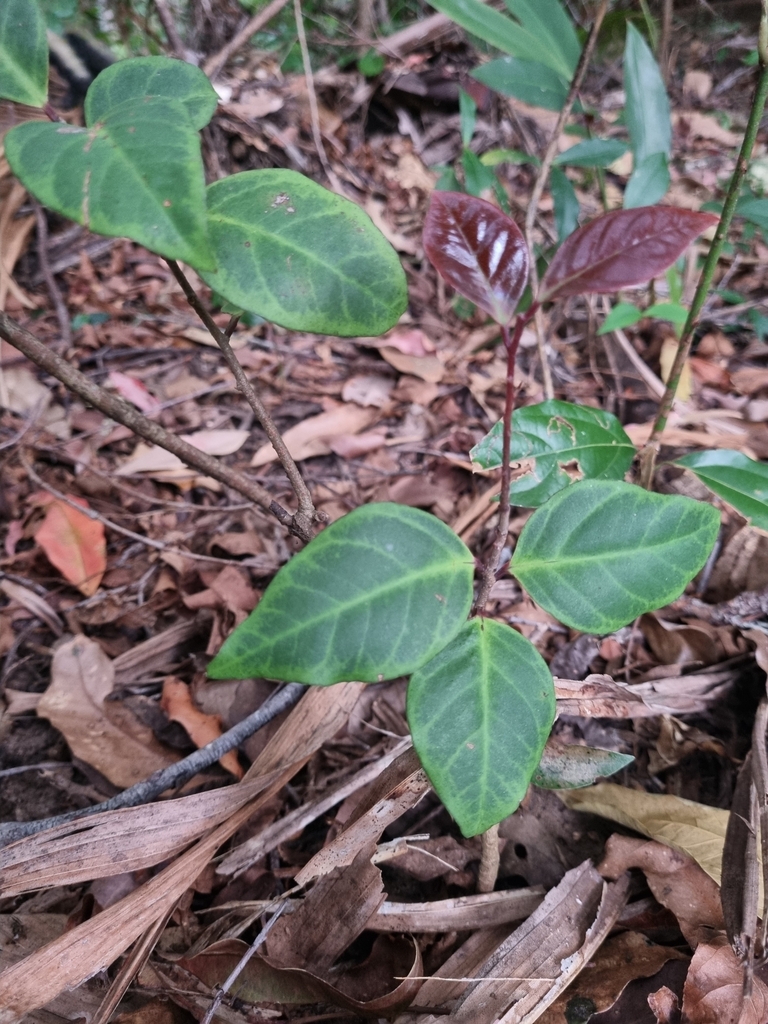 Embelia from Buderim QLD 4556, Australia on June 29, 2023 at 07:33 AM ...