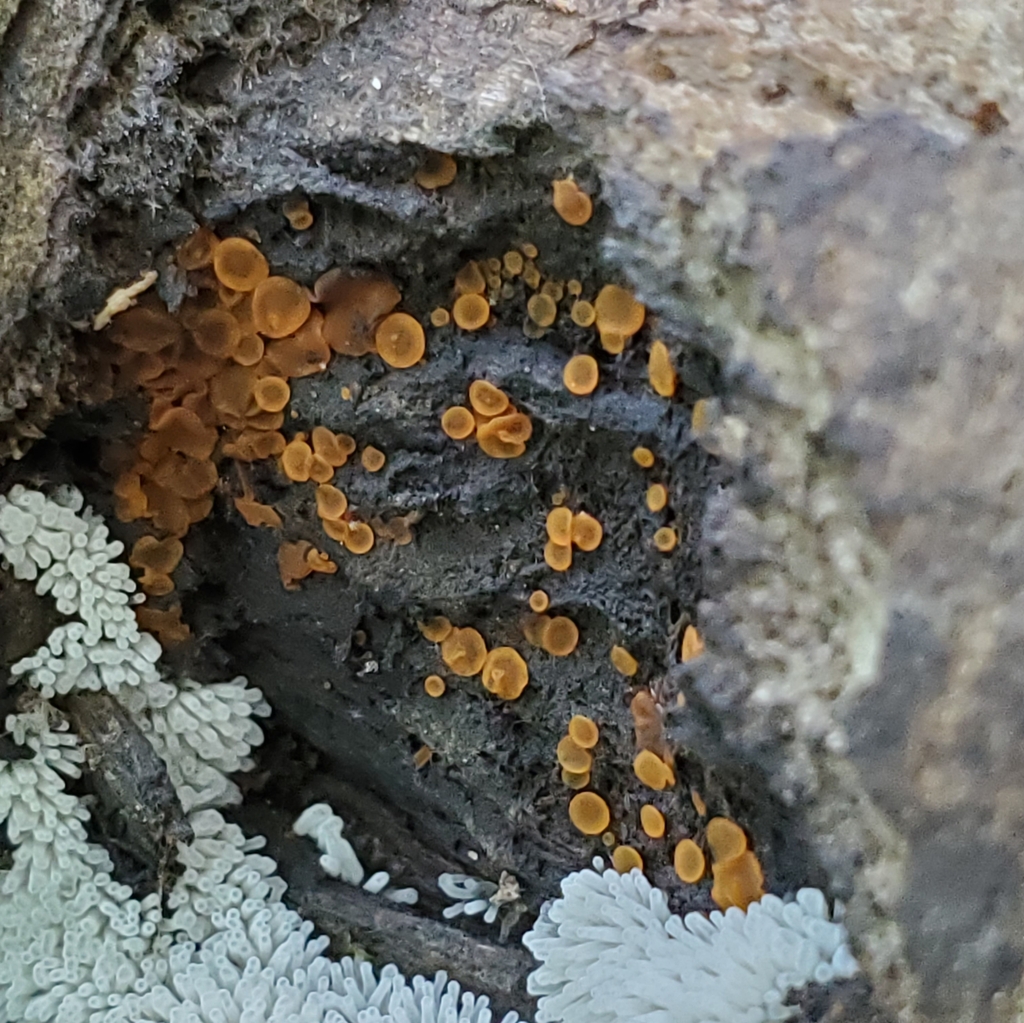 Pyronemataceae from Wildwood Park, Greenville, NC, USA on June 29, 2023 ...