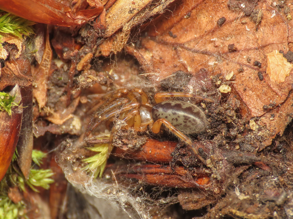 Snake-back Spider from Province of Teramo, Italy on June 18, 2023 at 11 ...