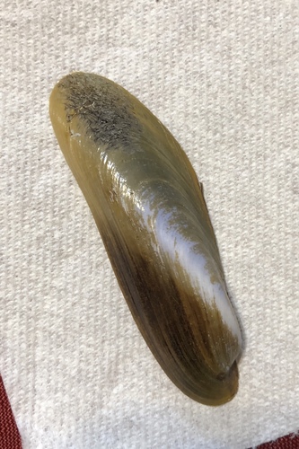 Straight Horse Mussel (Modiolus rectus)