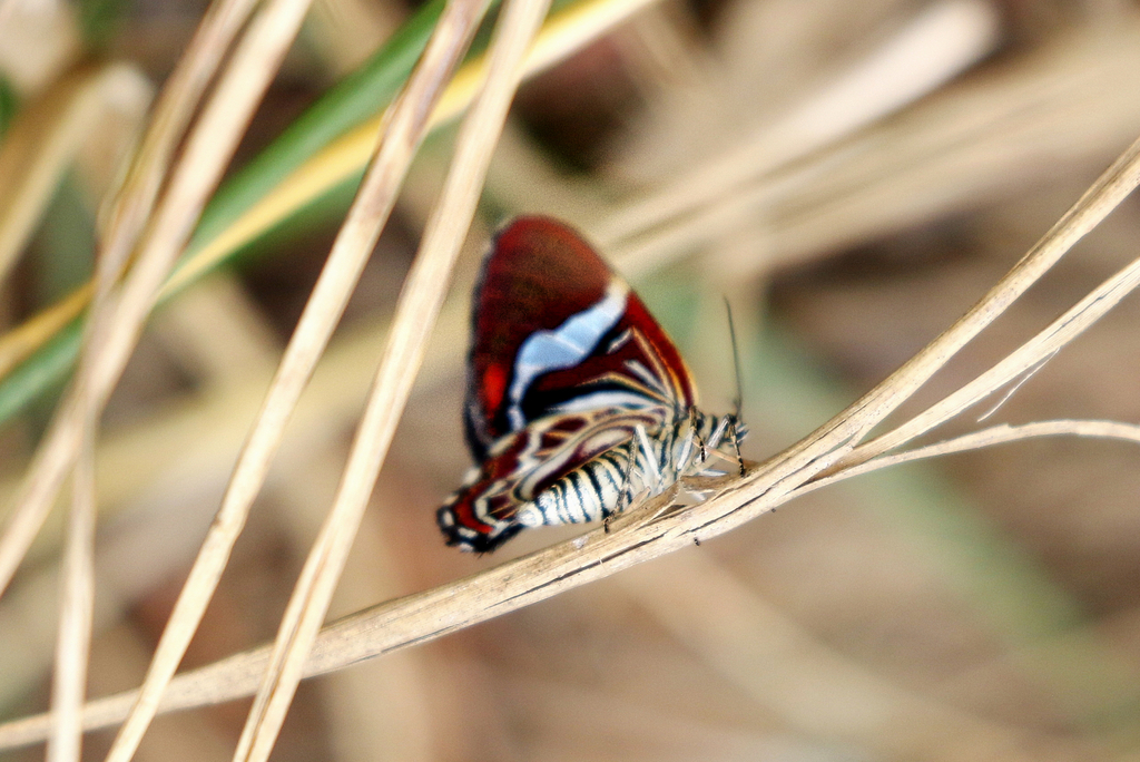 Erateina siliquata from Santa Marta, Magdalena, Colombia on February 22 ...