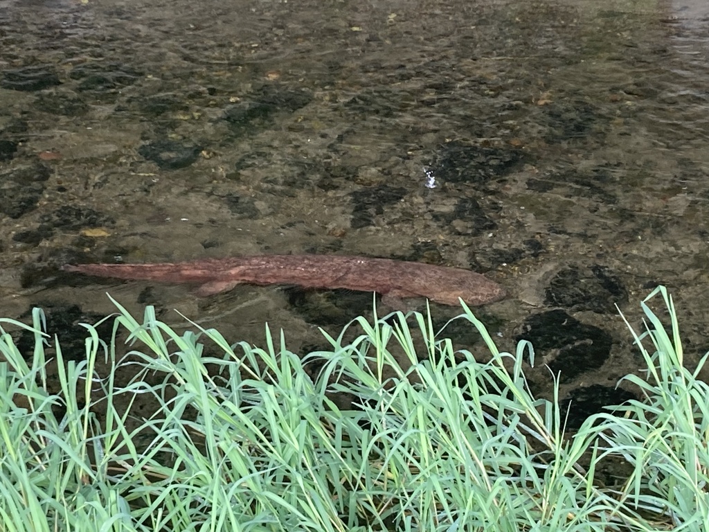 Japanese Giant Salamander in June 2023 by Steve Dimock · iNaturalist