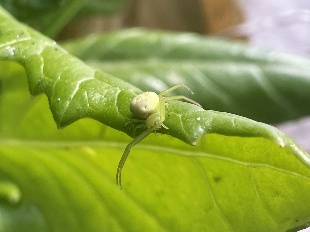 Triangle Crab Spider from Kuril'skiy rayon, Sakhalin, Russia on June 29 ...