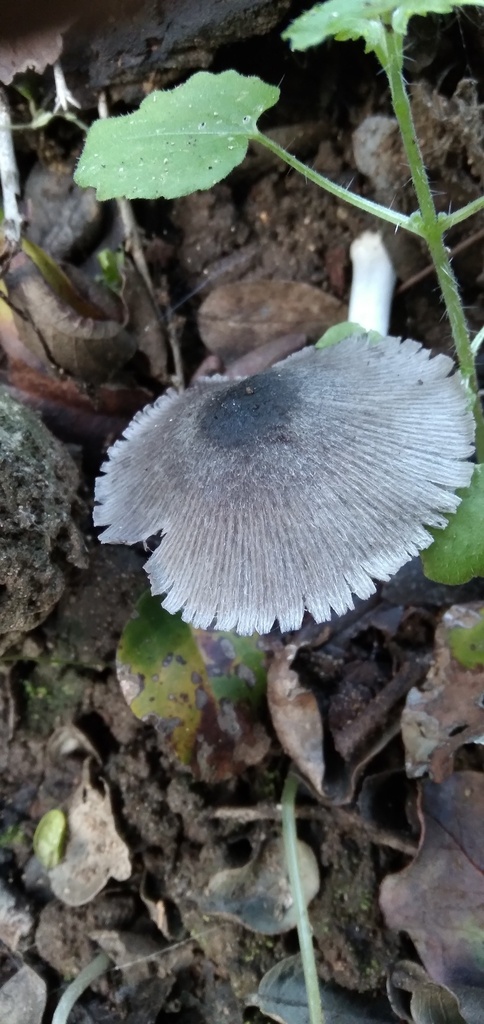 distinguished inkcap from Paso Hondo general, Quilpué, Valparaíso ...