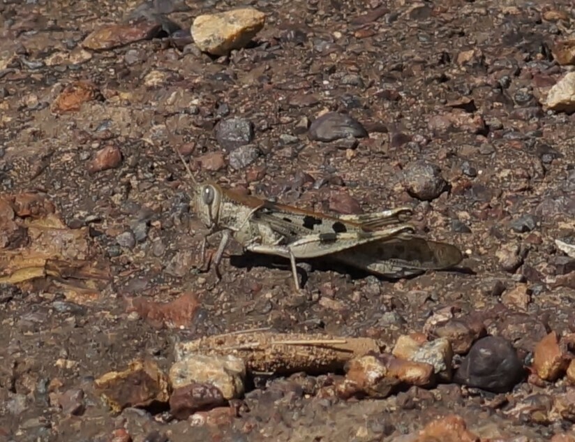 Spotted Spur-throated Locust from Howard Springs NT 0835, Australia on ...