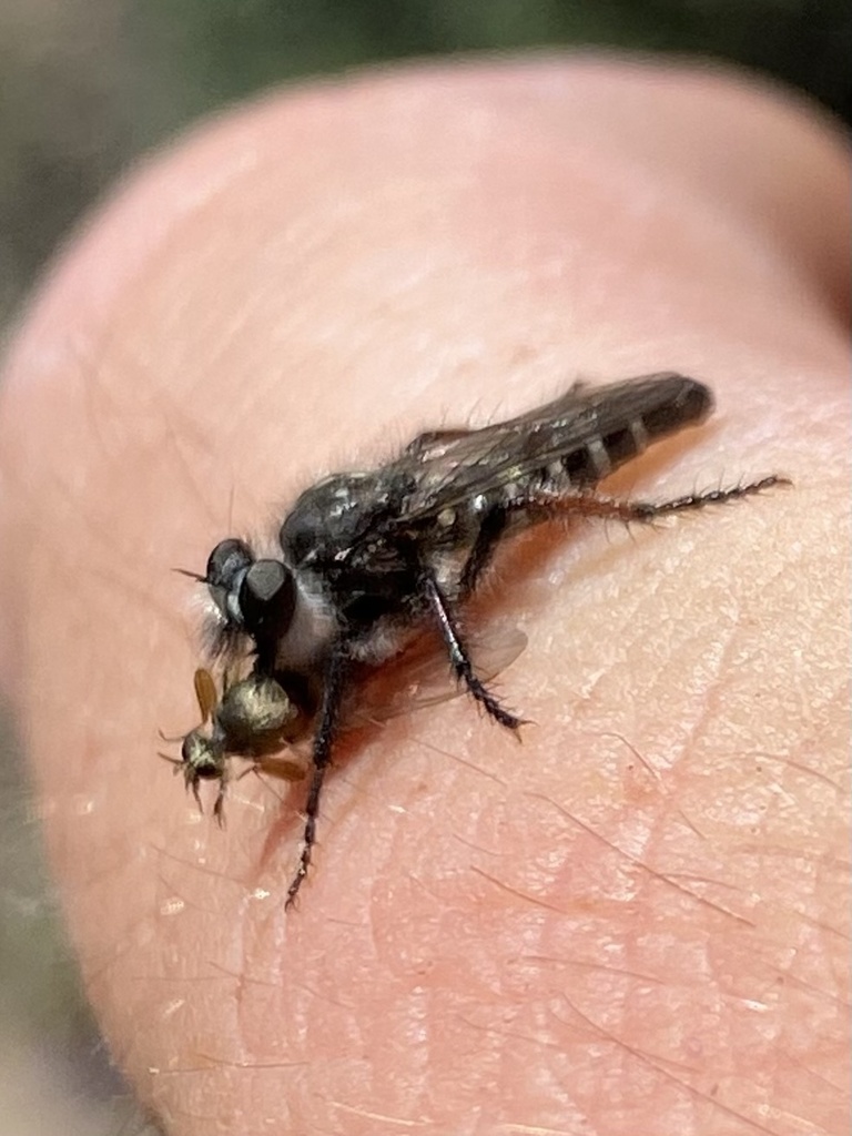 Cyrtopogon from Humboldt-Toiyabe National Forest, Bridgeport, CA, US on ...