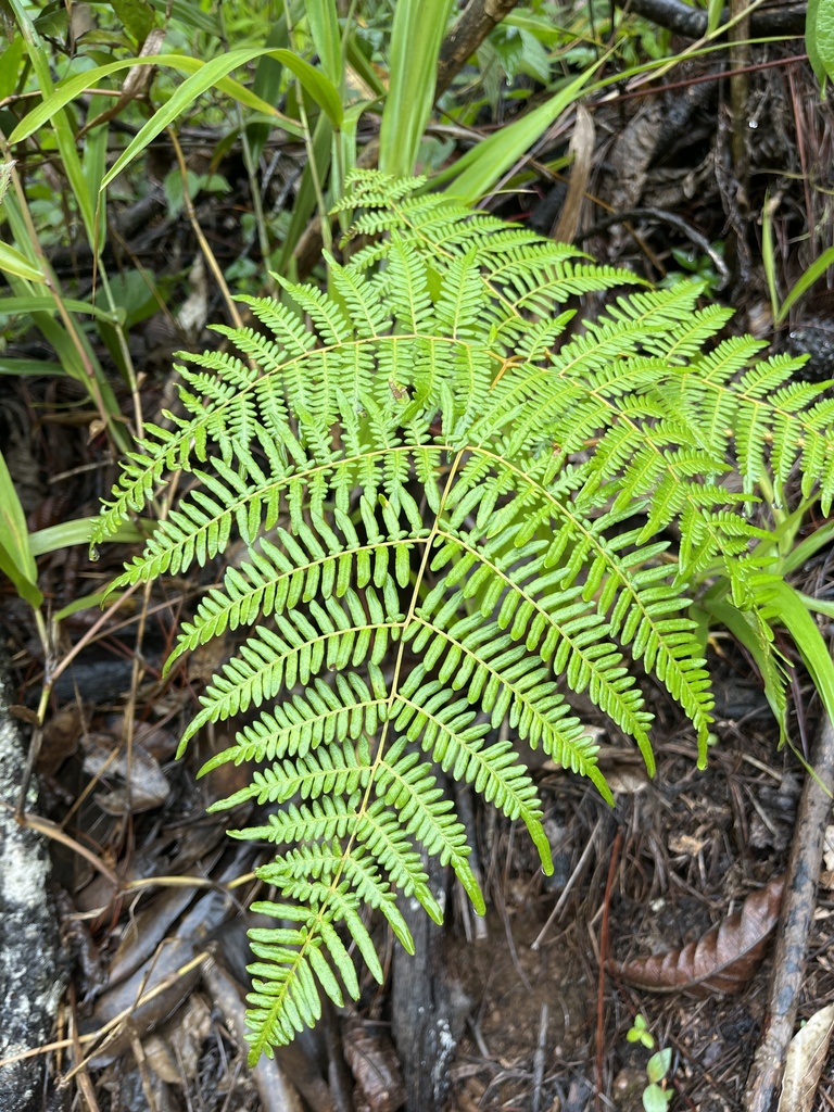 brackens (Pteridium) - Botanical Realm