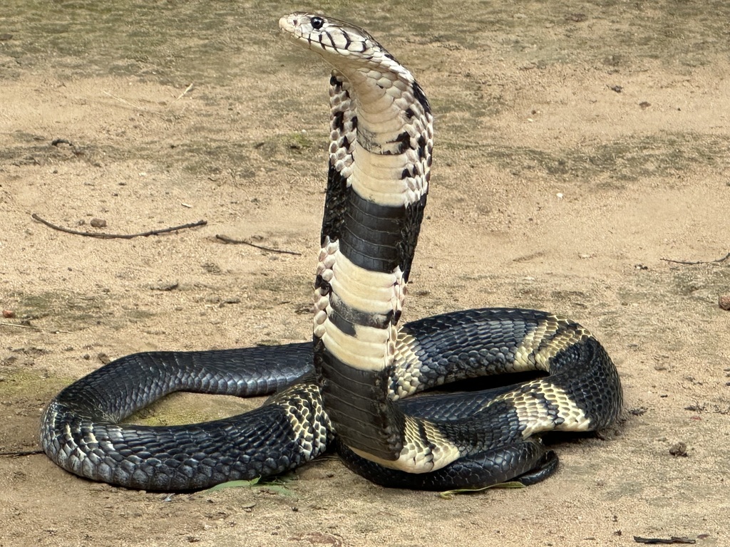 West African Banded Cobra in June 2023 by Benjamin German, MD. Snake ...