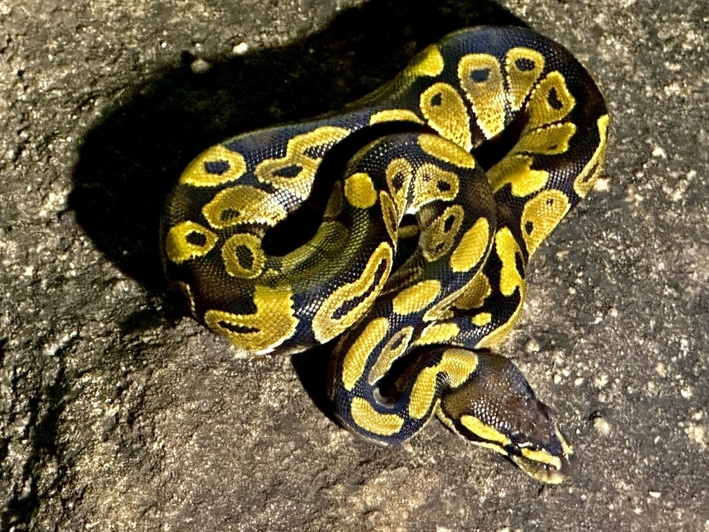 Ball Python in June 2023 by Benjamin German, MD. juvenile snake ...