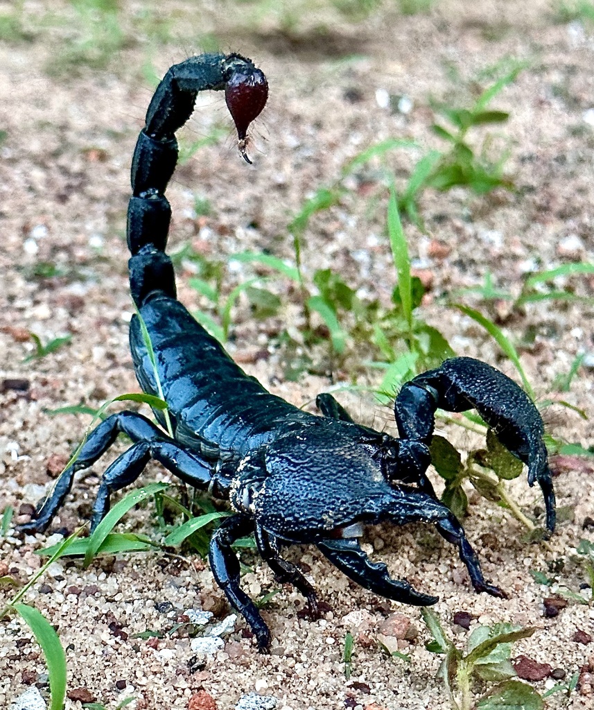 Common Emperor Scorpion in June 2023 by Benjamin German · iNaturalist