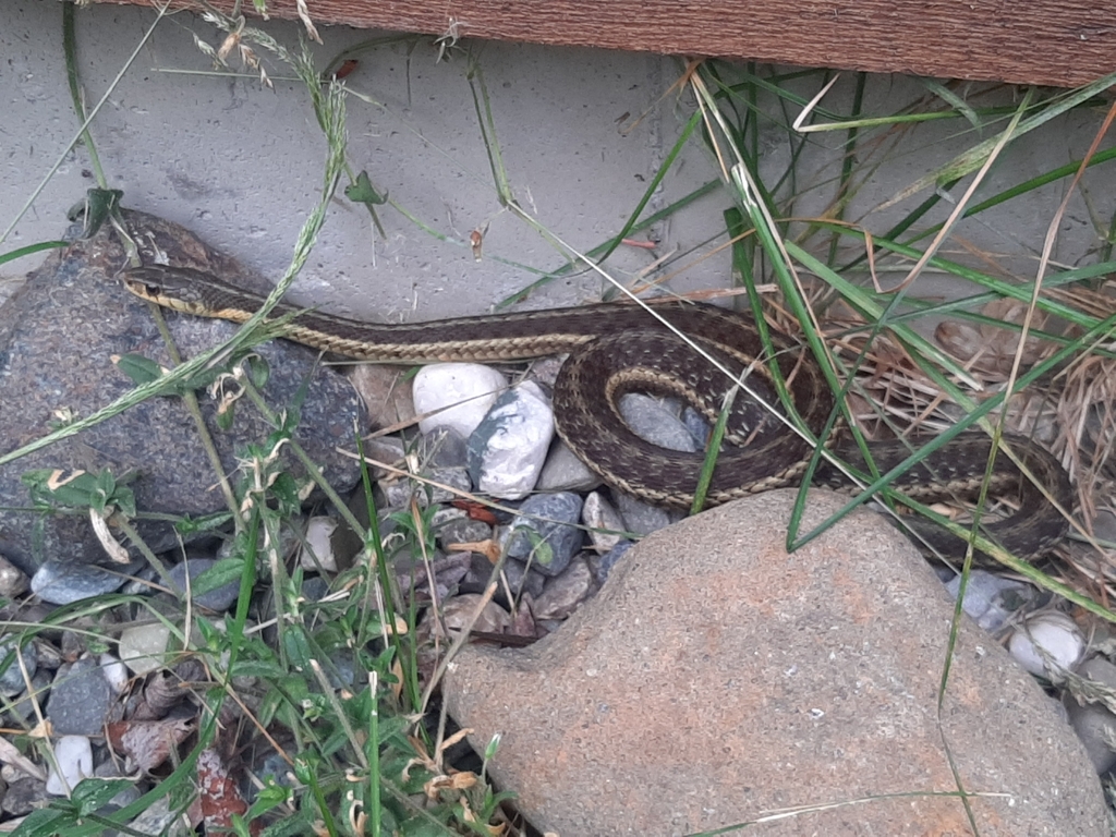 Common Garter Snake from Saint-Élie-d'Orford, Sherbrooke, QC, Canada on ...