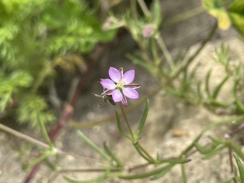 Red Sand Spurrey from Kuril'skiy rayon, Sakhalin, Russia on June 29 ...