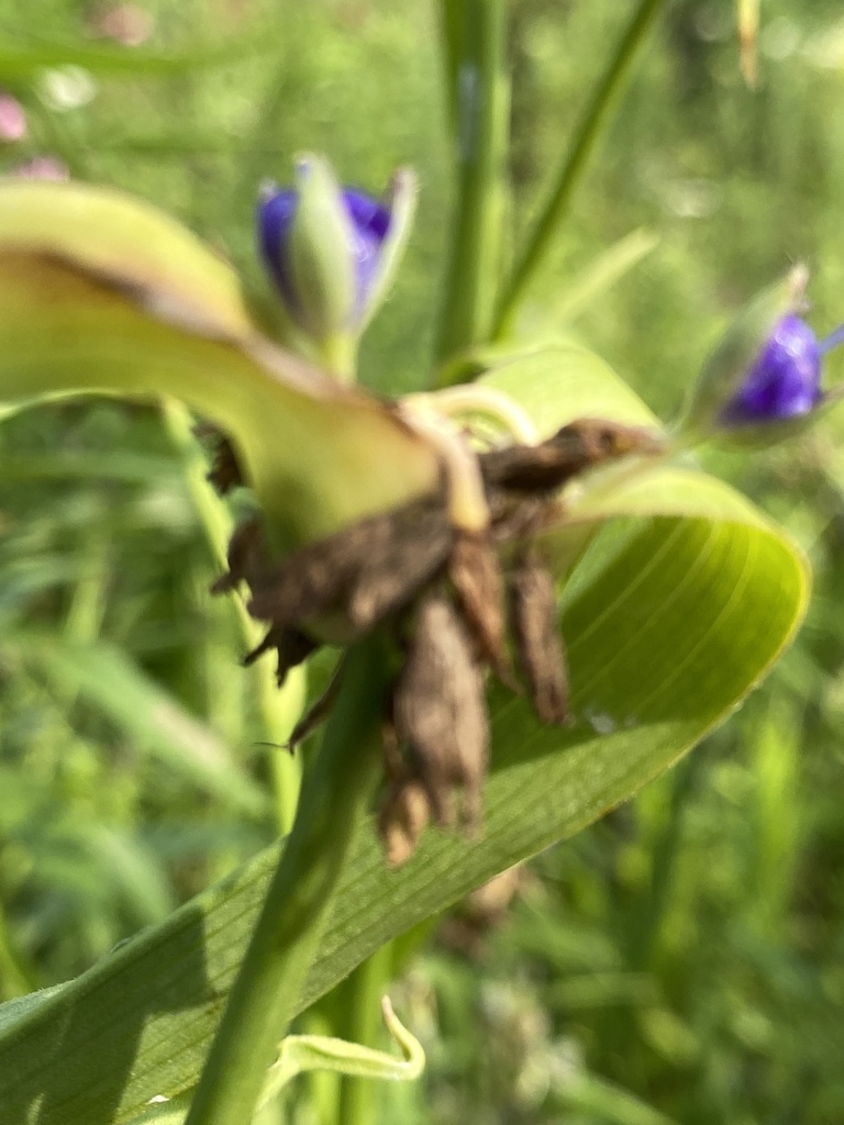 Spiderworts from Caroline County, MD, USA on June 29, 2023 at 04:12 PM ...
