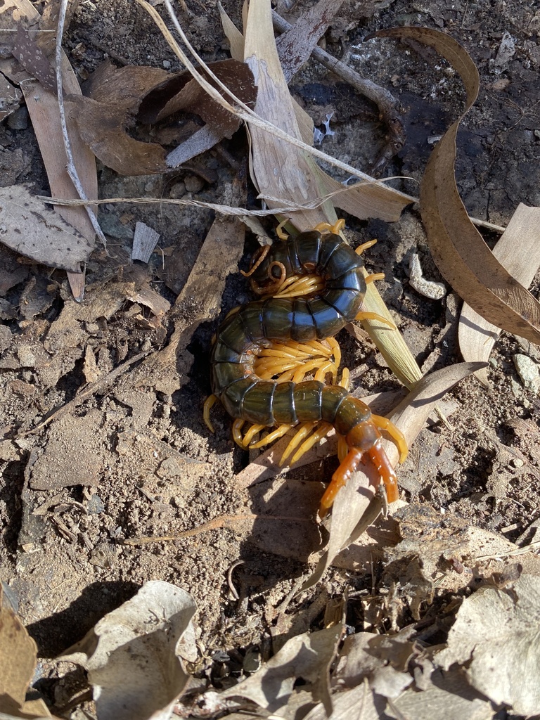 Australasian Giant Centipede from Glynton Rd, Riverbend, QLD, AU on ...