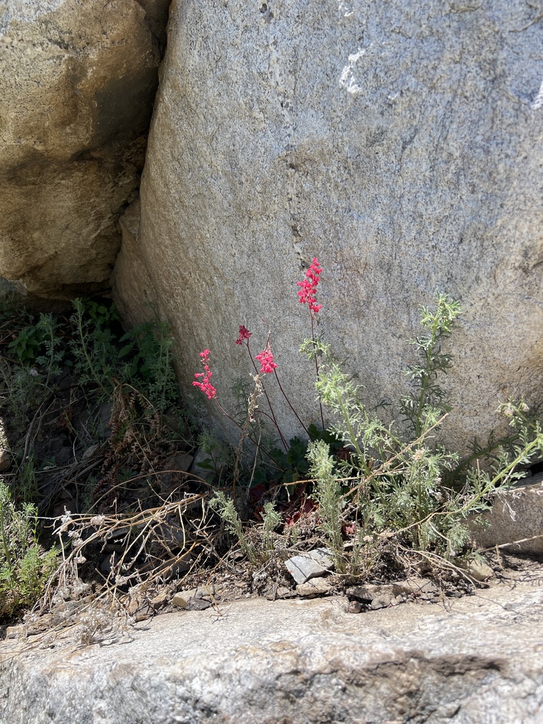 plants from Pima County, US-AZ, US on June 29, 2023 at 01:36 PM by ...