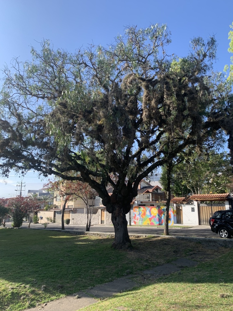 Peruvian Pepper Tree from Leonardo Da Vinci, Quito, Pichincha, EC on ...