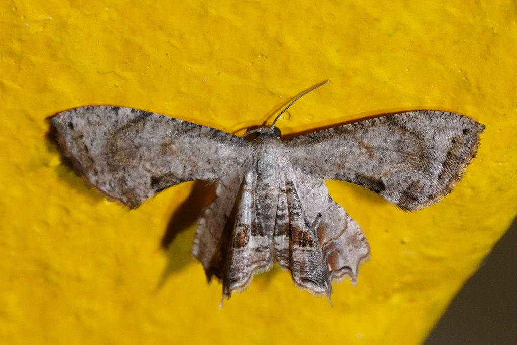 Epiplema incolorata from Bayview Eco Resort, Jamaica on March 31, 2023 ...