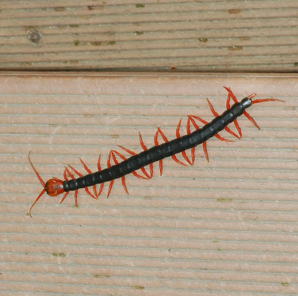 Chinese Red-headed Centipede from Yeoncheon, Gyeonggi-do, South Korea on May 21, 2023 at 01:40 ...