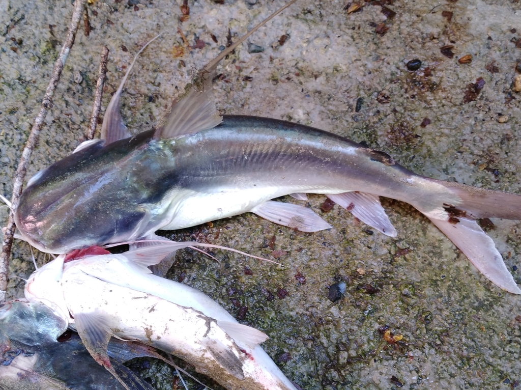 Gafftopsail Catfish from Isla Colon, Prov. Bocas del Toro, Panama on ...