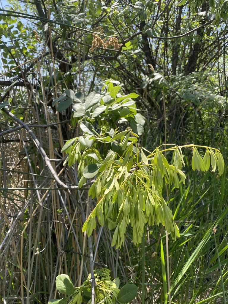Oregon Ash from Ahjumawi Lava Springs State Park, Fall River Mills, CA ...
