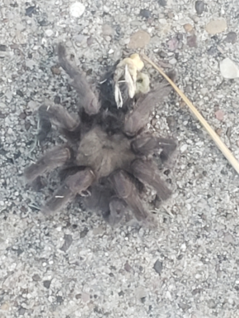 Texas Brown Tarantula from Cedar Hill, TX, USA on June 29, 2023 at 08: ...