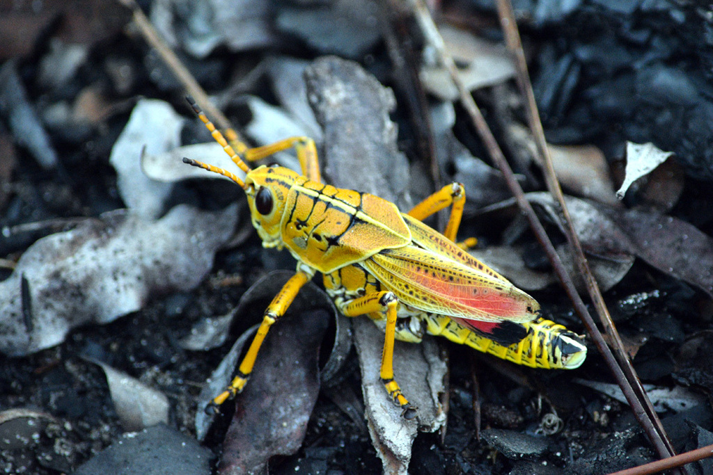 Eastern Lubber Grasshopper from Big Cypress, FL, USA on June 28, 2023 ...