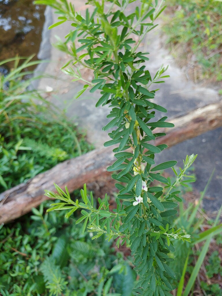 Chinese bushclover from Dekalb County, GA, USA on June 29, 2023 at 08: ...