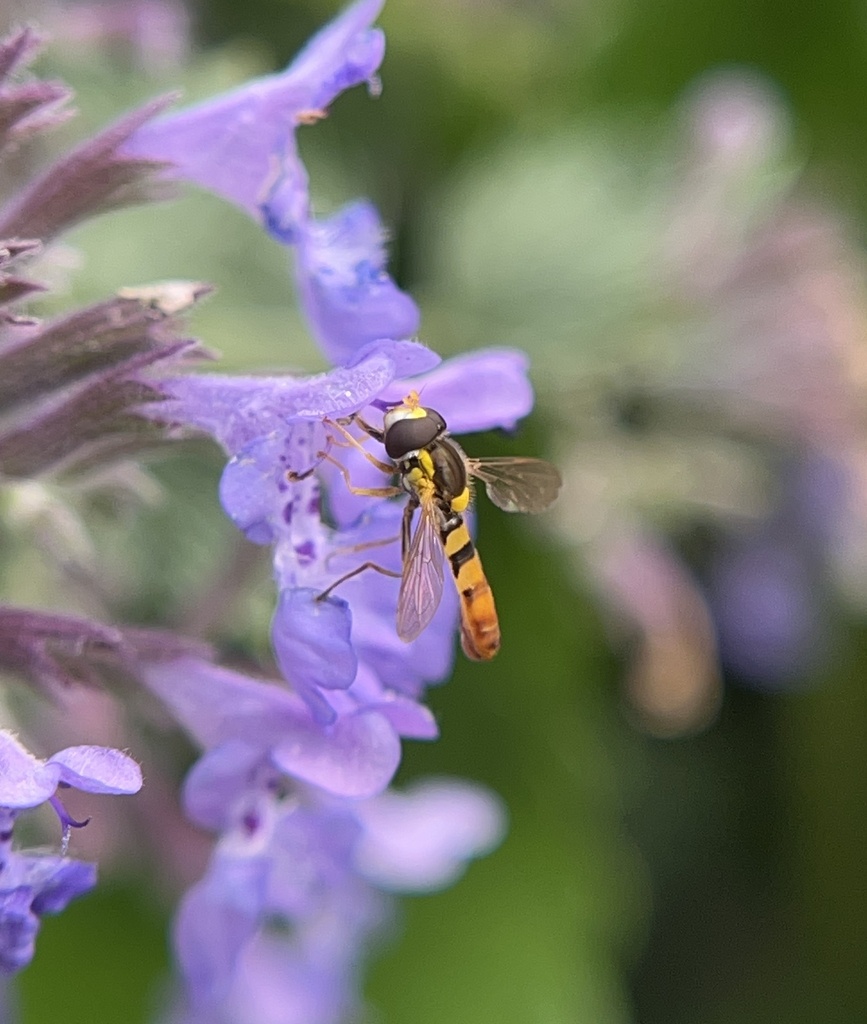 Tufted Globetail from Pisgah National Forest, Candler, NC, US on June ...