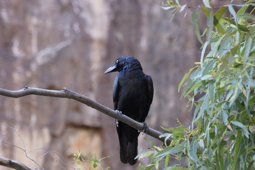 Torresian Crow from Nitmiluk NT 0852, Australia on June 13, 2023 at 03: ...