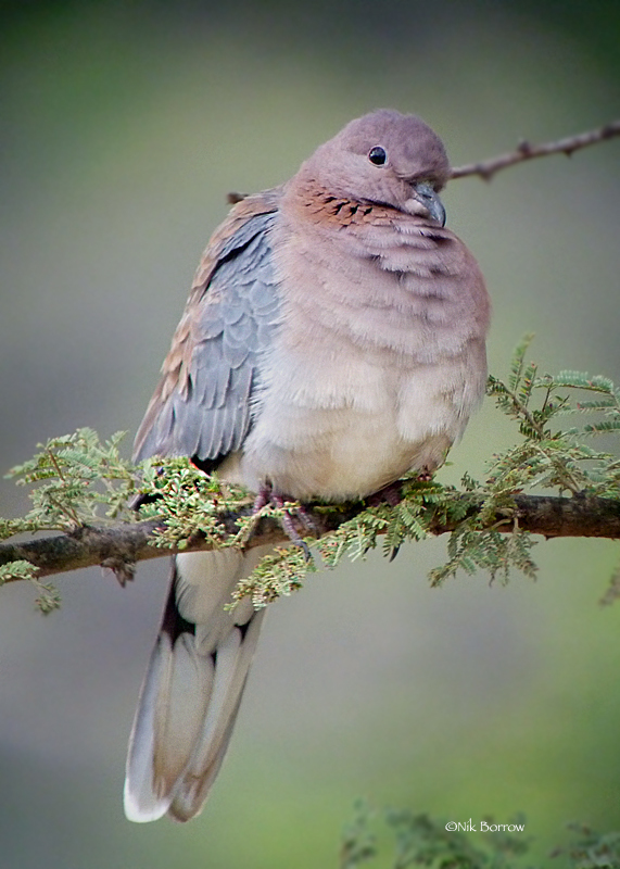 Laughing Dove from Daalo, Somaliland on September 17, 2010 by Nik ...