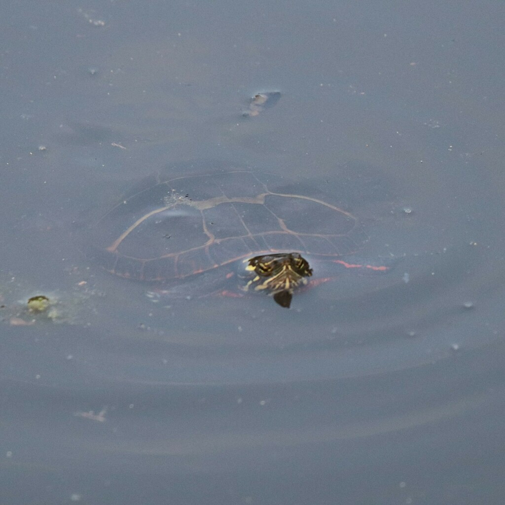 Painted Turtle from Windsor, CT, USA on June 29, 2023 at 07:36 PM by ...