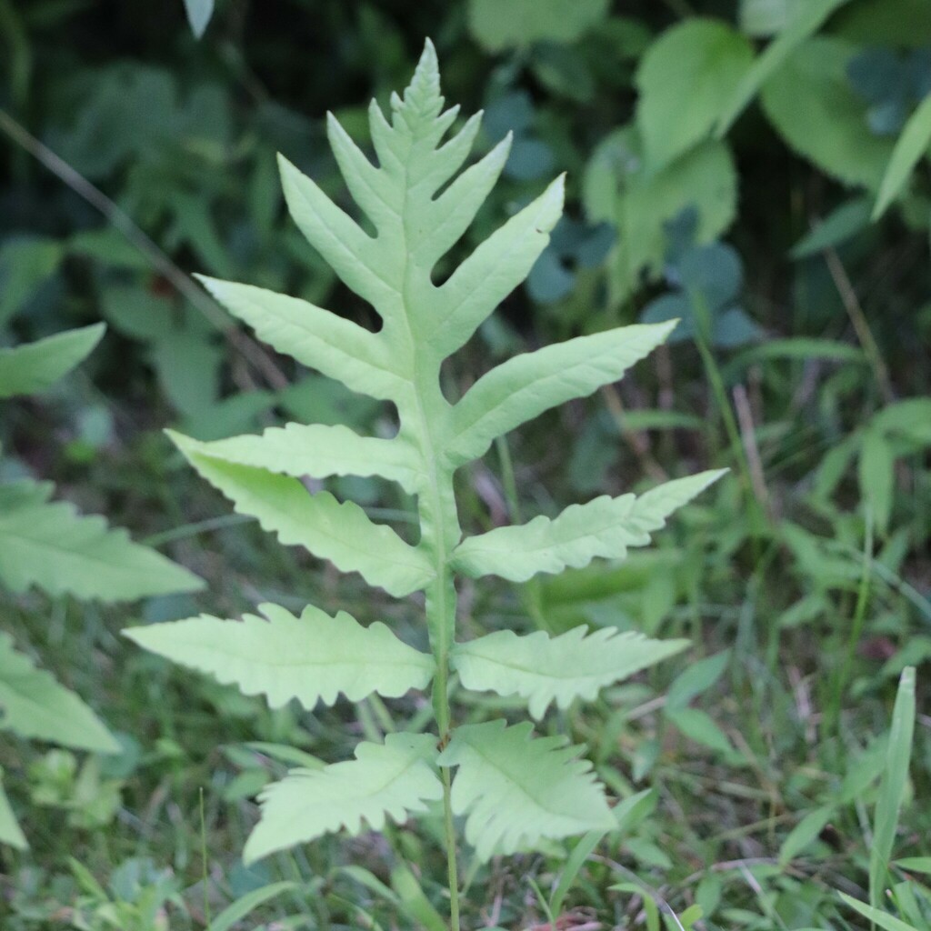 sensitive fern from Windsor, CT, USA on June 29, 2023 at 07:20 PM by ...