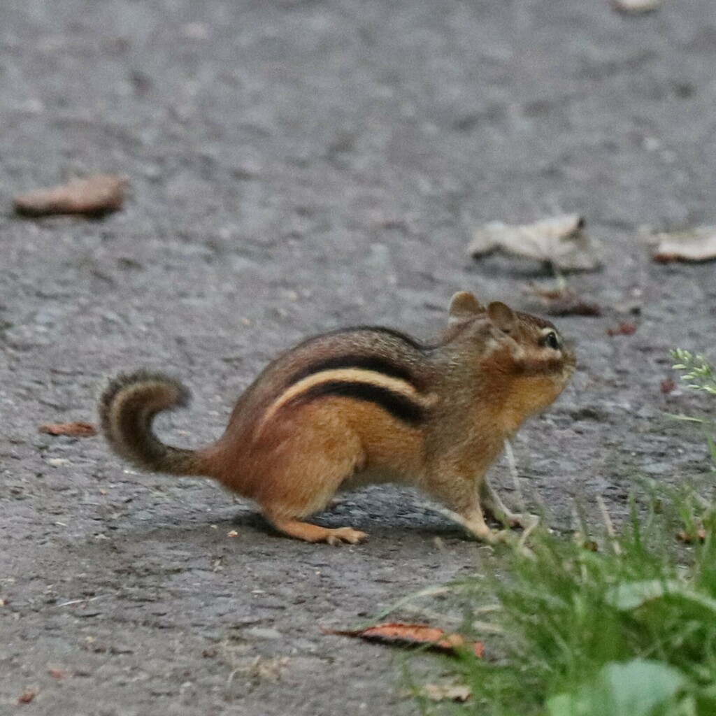 Eastern Chipmunk from Windsor, CT, USA on June 29, 2023 at 07:02 PM by ...