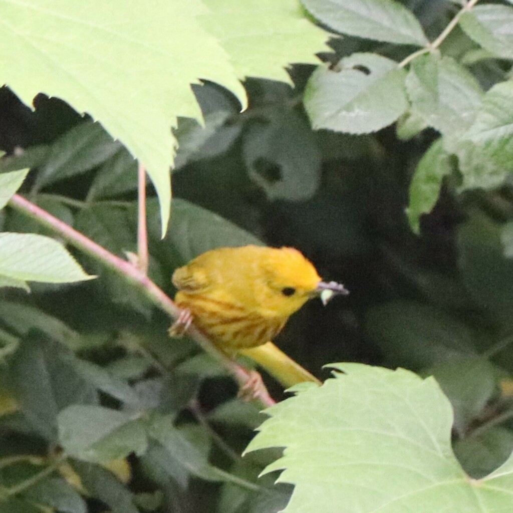 Yellow Warbler from Windsor, CT, USA on June 29, 2023 at 07:50 PM by ...