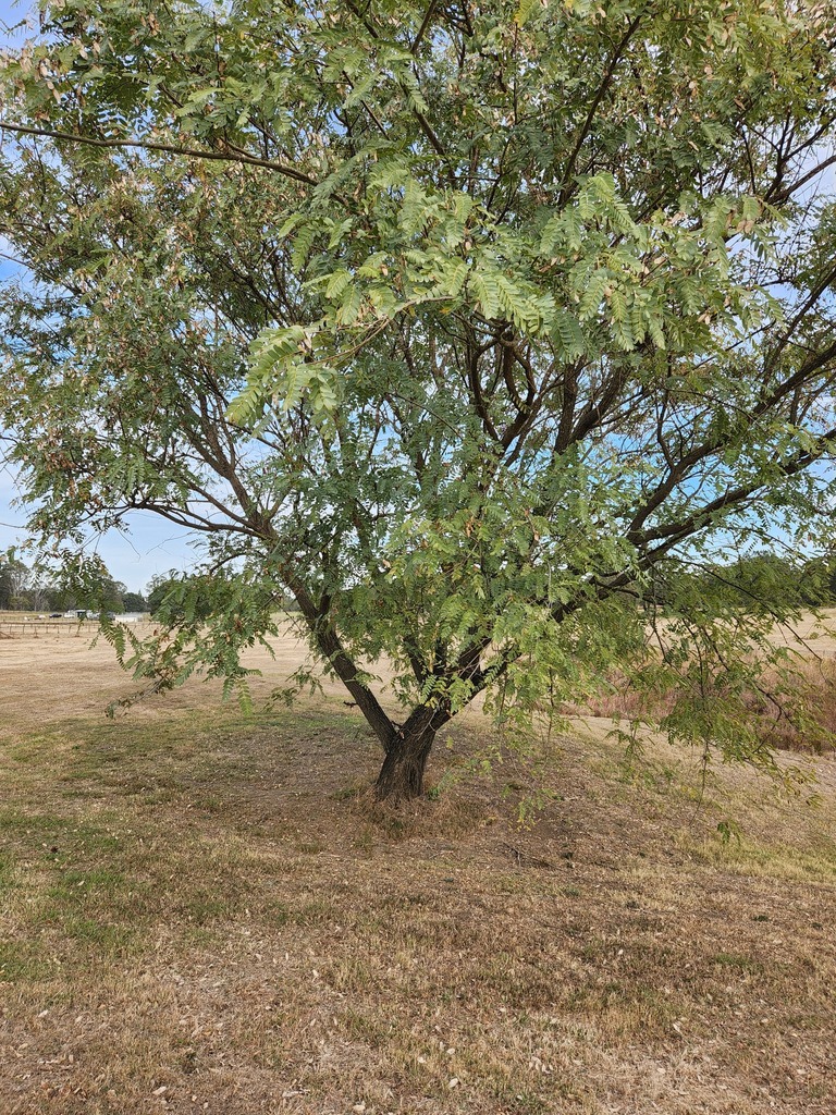Pride of Bolivia in June 2023 by Michelle M · iNaturalist