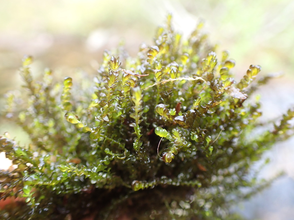 Jungermannia exsertifolia from Comox Valley, BC, Canada on June 29 ...