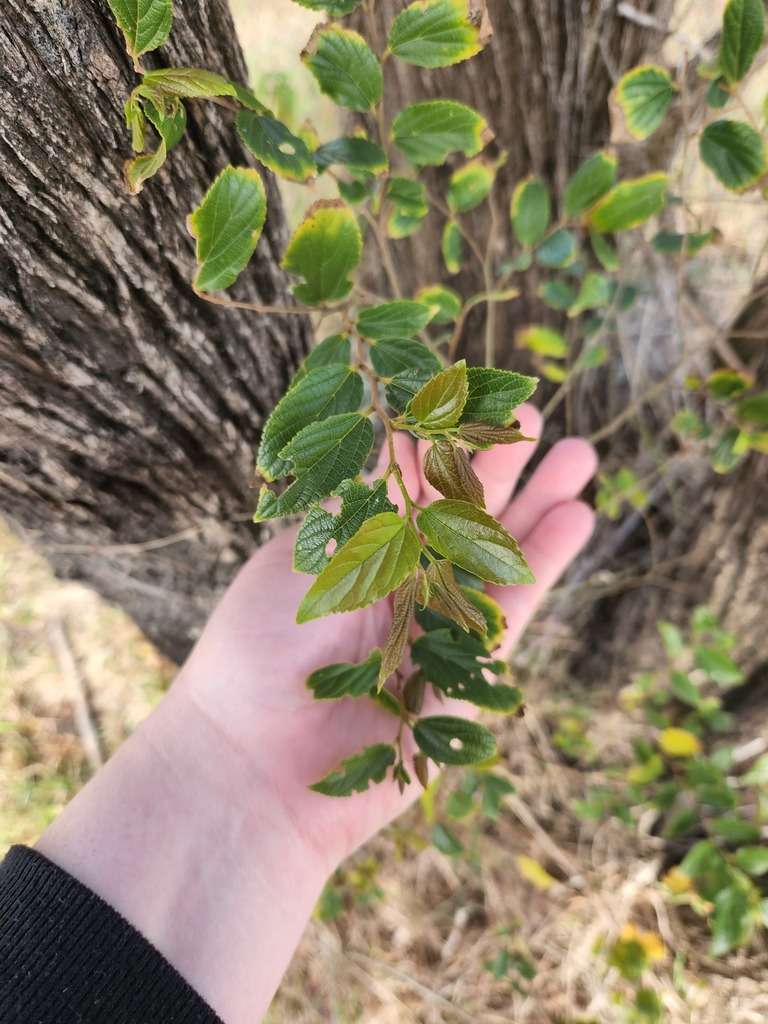 Chinese Hackberry in June 2023 by Michelle M · iNaturalist