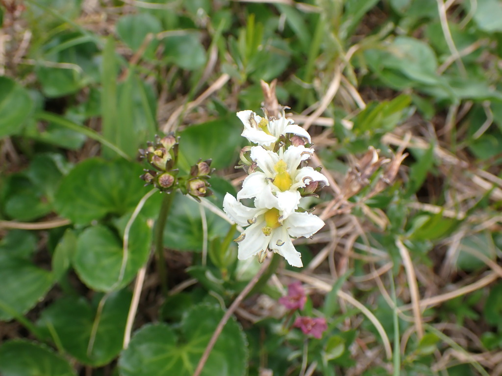 Deer-cabbage from Comox Valley, BC, Canada on June 29, 2023 at 10:57 AM ...