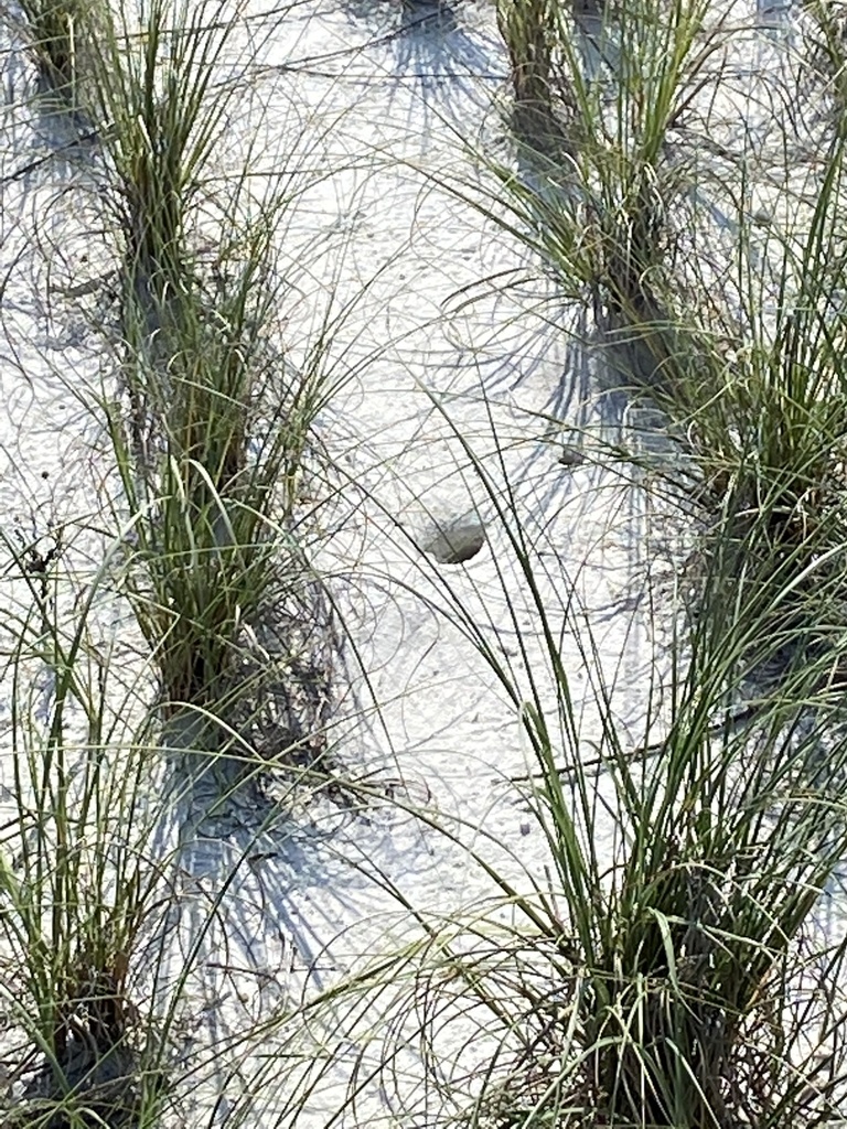 Perdido Key Beach Mouse in June 2023 by ALLIE BORGMEYER · iNaturalist