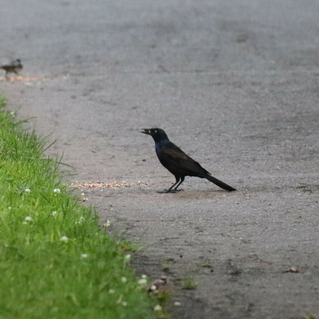 Common Grackle from Windsor, CT, USA on June 29, 2023 at 07:09 PM by ...