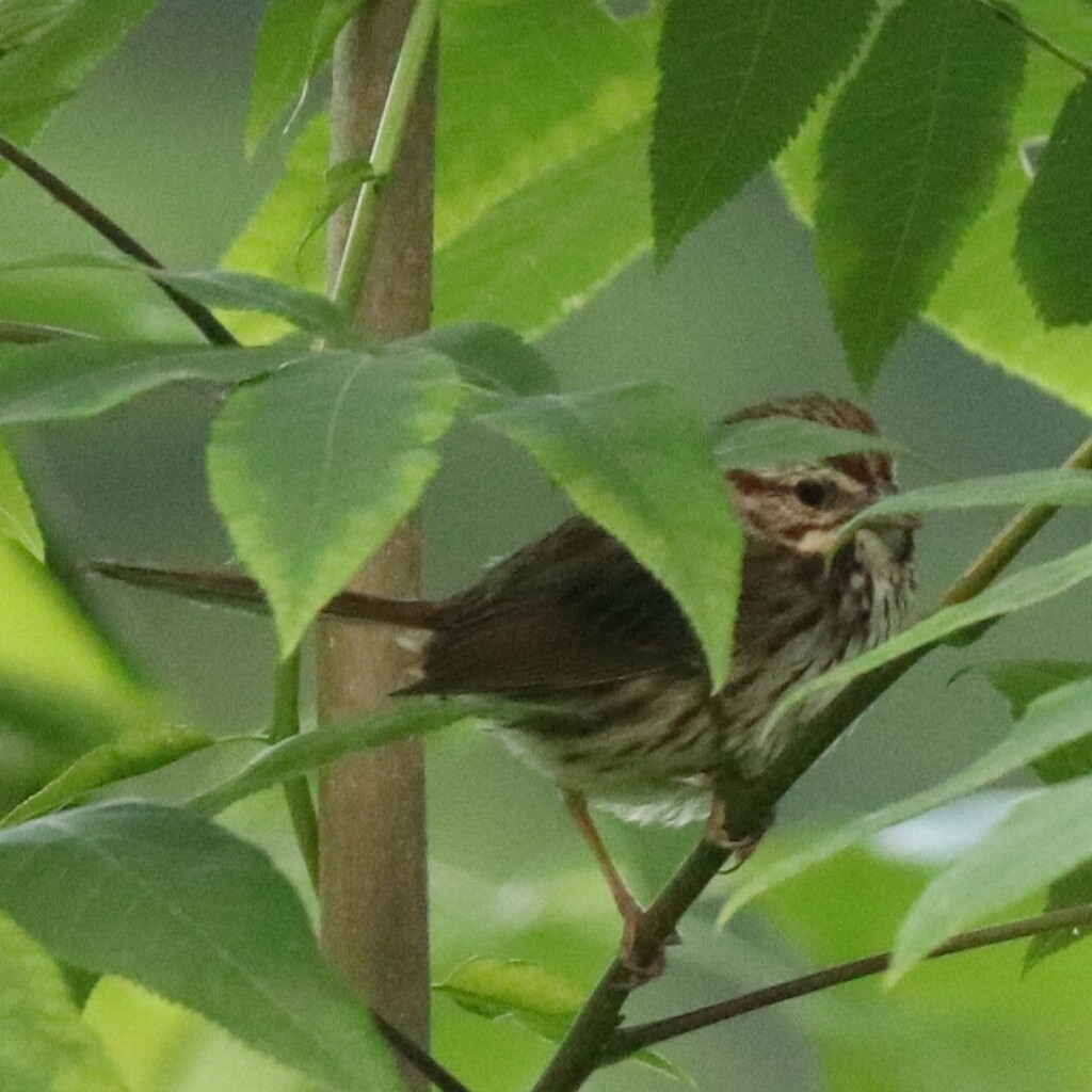 Song Sparrow from Windsor, CT, USA on June 29, 2023 at 07:07 PM by Mark ...
