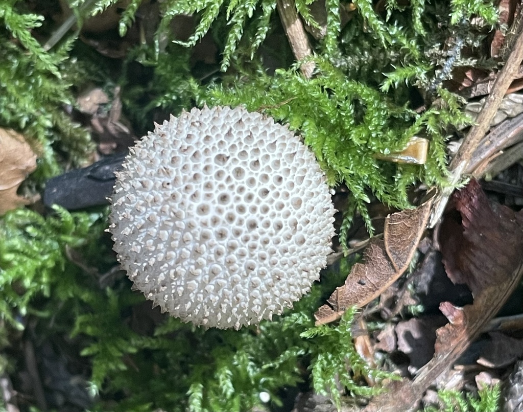 common puffball from West Tiger Mountain Nrca, Issaquah, WA, US on June ...