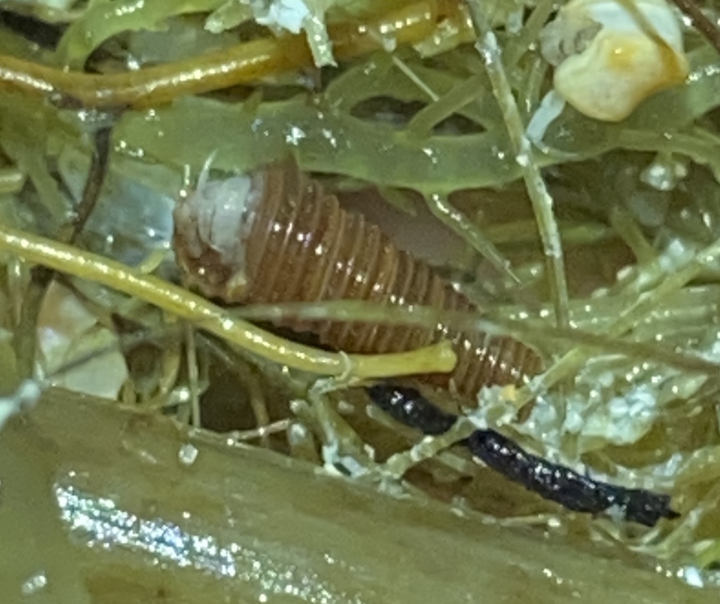 Long-claw Hermit Crab from Wrightsville Beach, NC, USA on May 30, 2023 ...