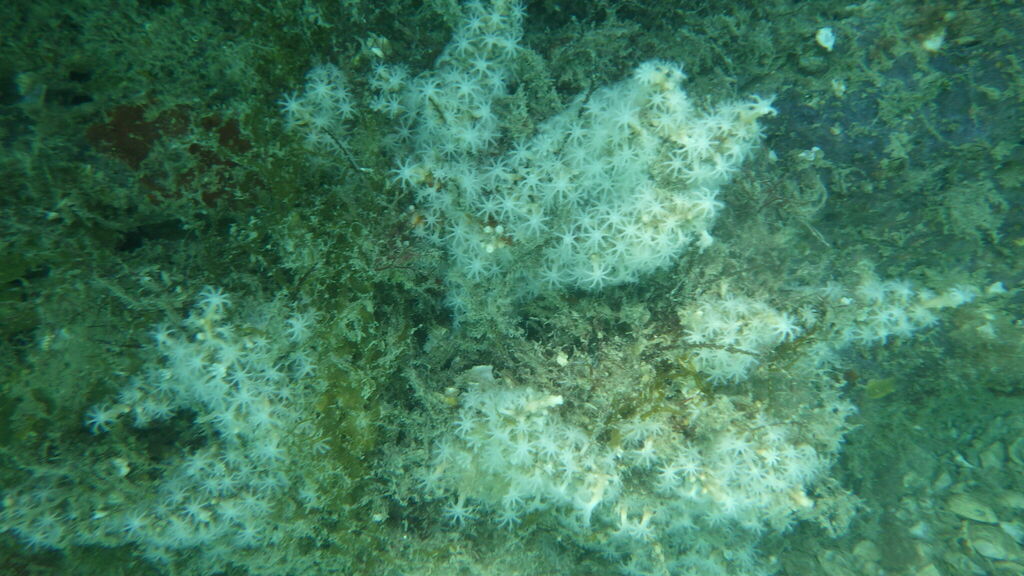 Snowflake Coral from Charlotte County, FL, USA on June 1, 2023 at 01:41 ...